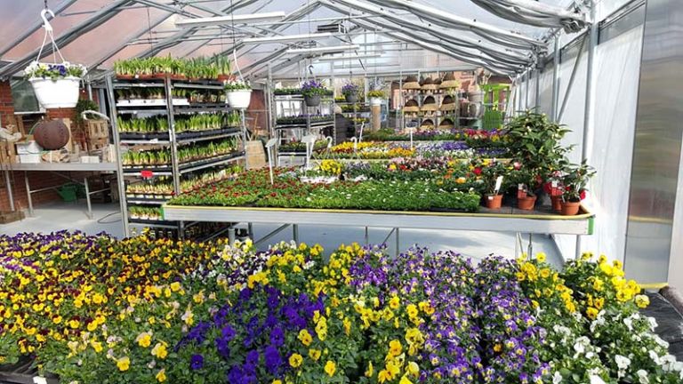 Gärtnerei Peter Hommel – Gartenpflanzen, Zimmerpflanzen – Alles rund um ...